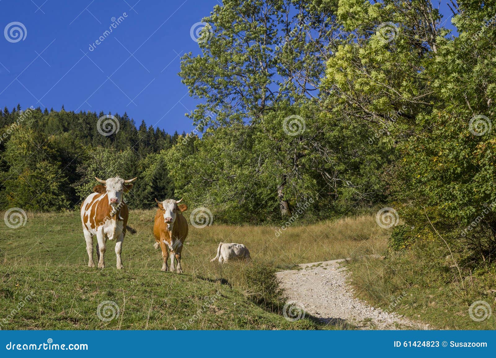 Two Cows beside Hiking Path in the Alps Stock Image - Image of breeding ...