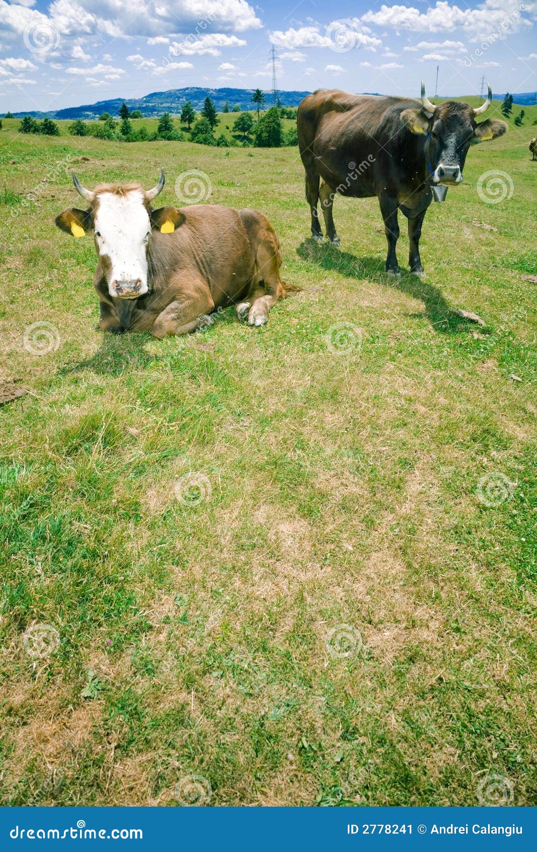 Two cows with horns stock image. Image of farming, grassland - 2778241