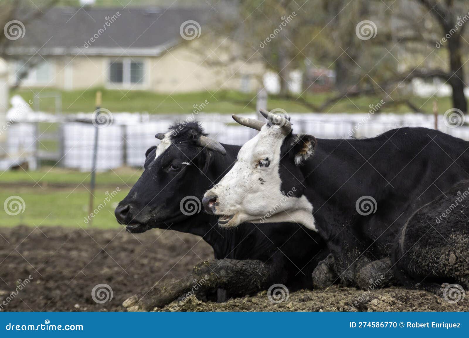 Two Cows with Horns Resting Stock Photo - Image of background, field ...
