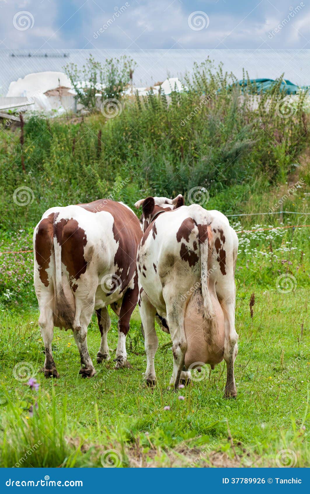 Two Cows with a Large Udder Stock Photo - Image of field, farming: 37789926