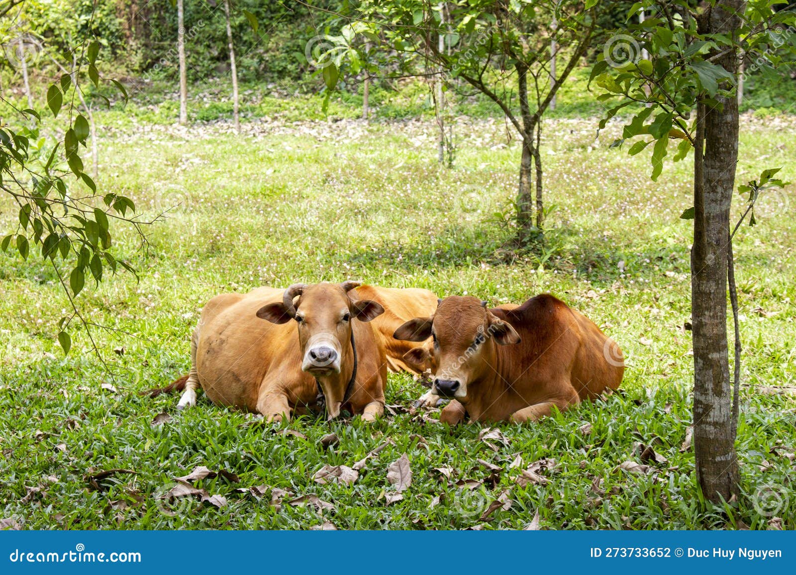Two Cows Laying Down on the Grass. Stock Photo - Image of southeast ...