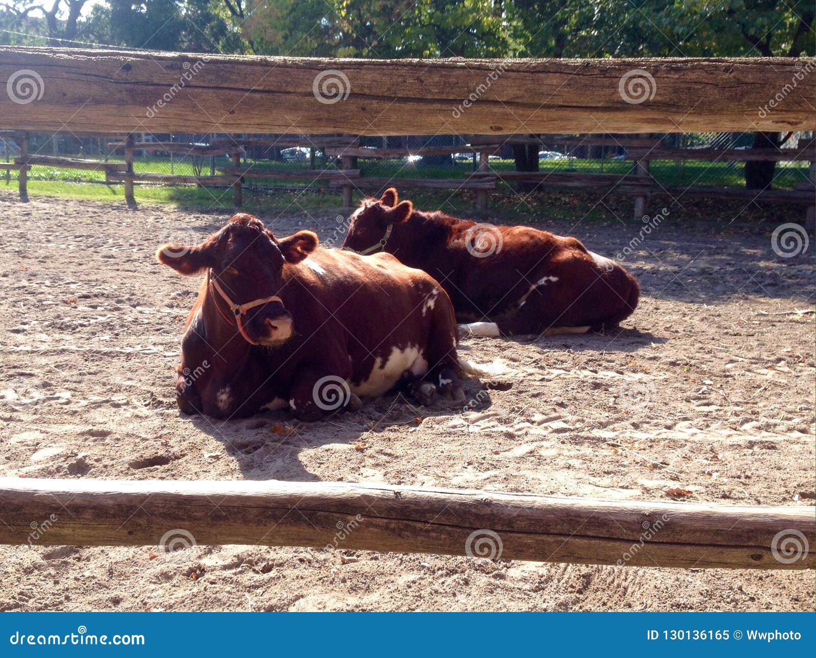 Two cows stock image. Image of lies, cows, ground, sunny - 130136165