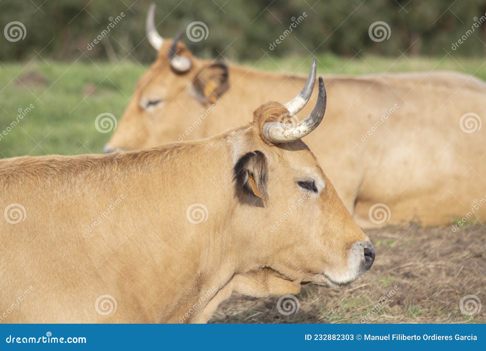 Two Cows Lying on the Grass. Facing in Opposite Directions. Close-up ...