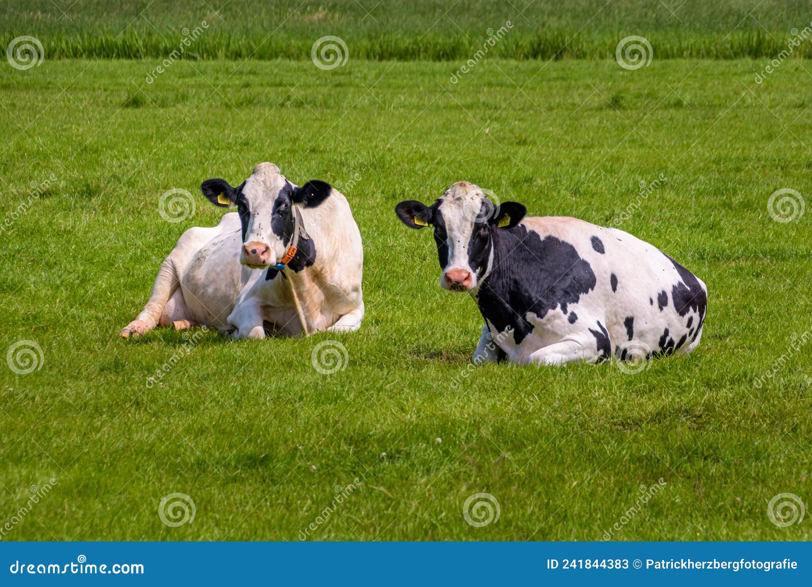 Two cows in the meadow stock image. Image of farm, summer - 241844383