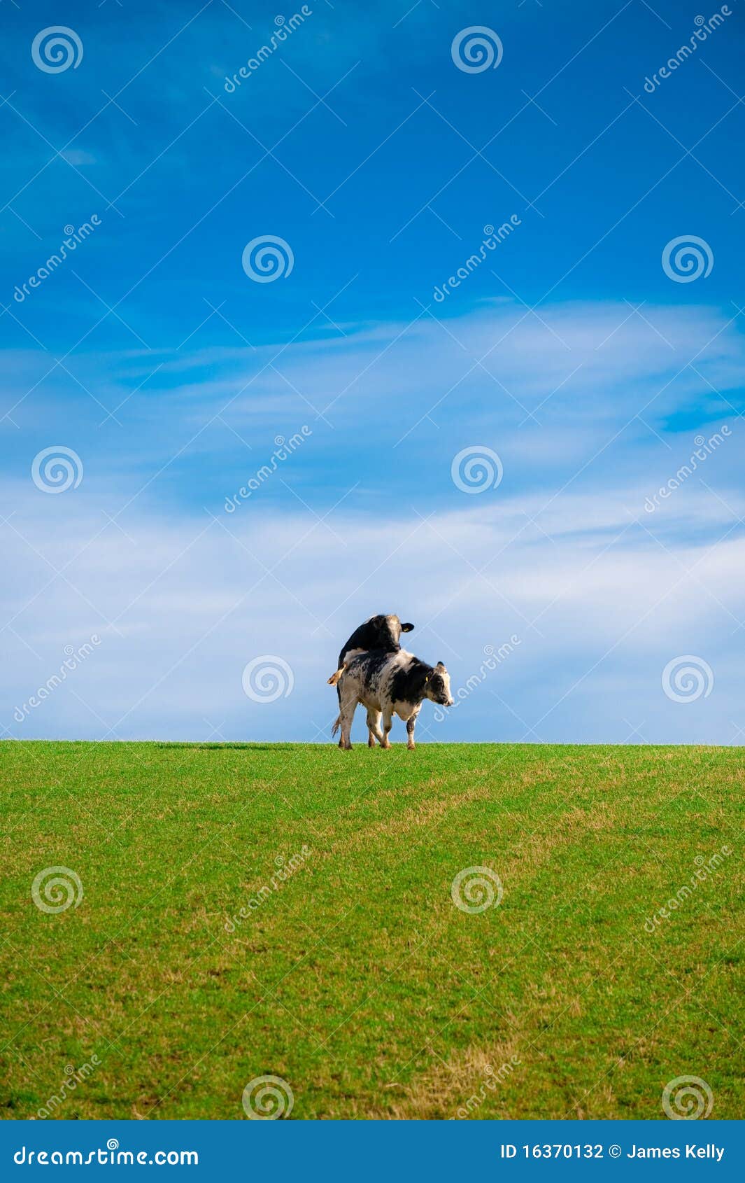 Two Cows Mating Stock Photography - Image: 16370132