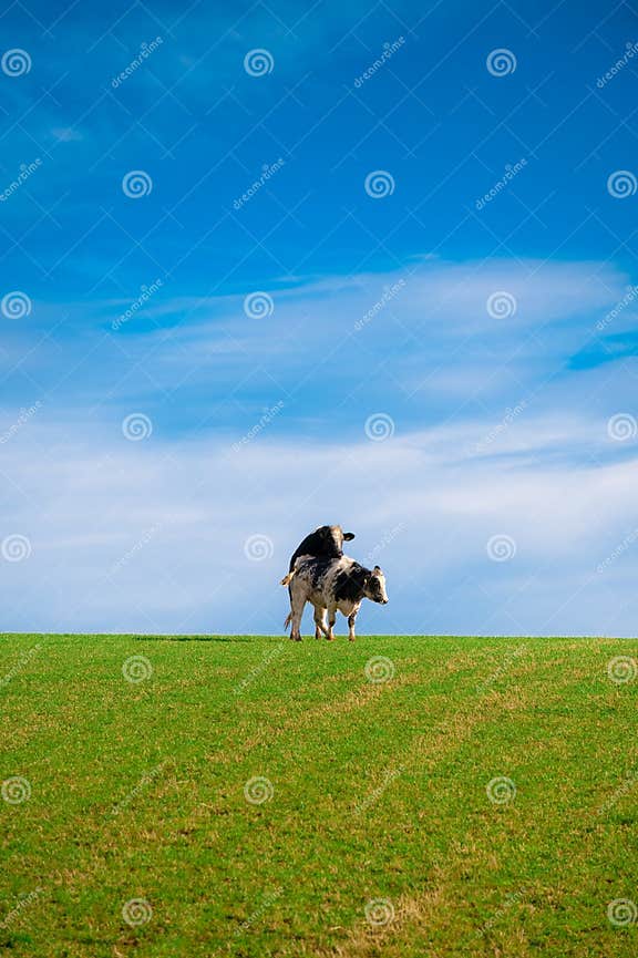 Two cows mating stock photo. Image of procreation, animal - 16370132
