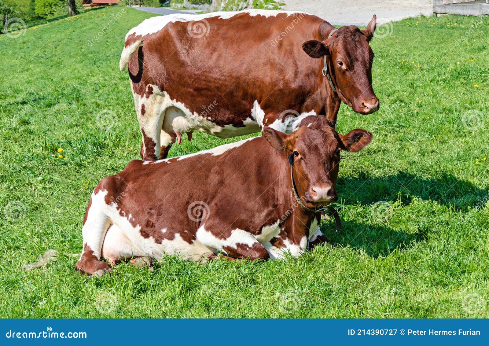 Pinzgauer Cows, Pinzgauer Cattle In A Green Field, Next To A Farm ...