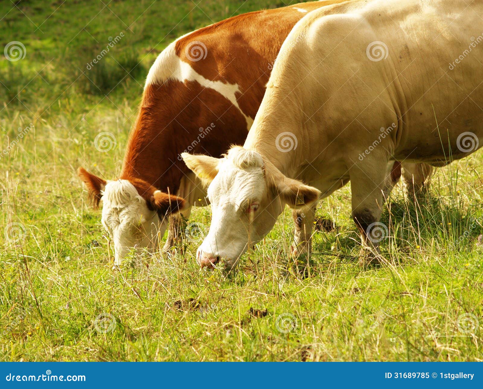 Two cows stock image. Image of copy, germany, closeup - 31689785