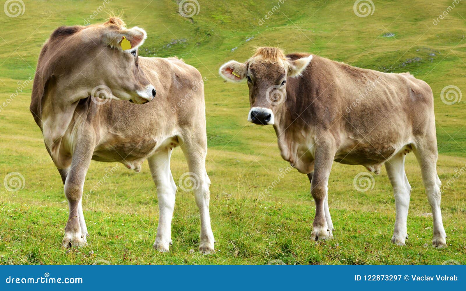 Two Cows in the Mountain Meadow. Stock Image - Image of nature ...