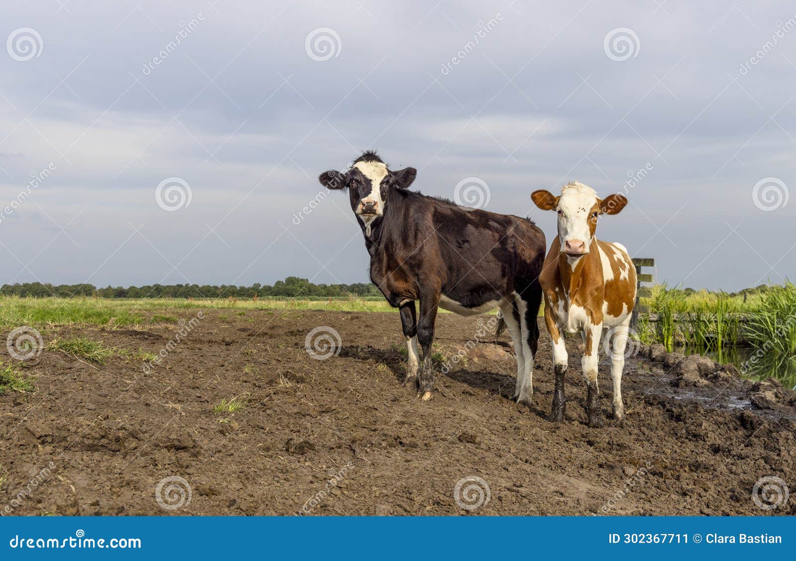 Two Cows in Mud Dirt, Standing Full Length, Upright Side by Side, Multi ...
