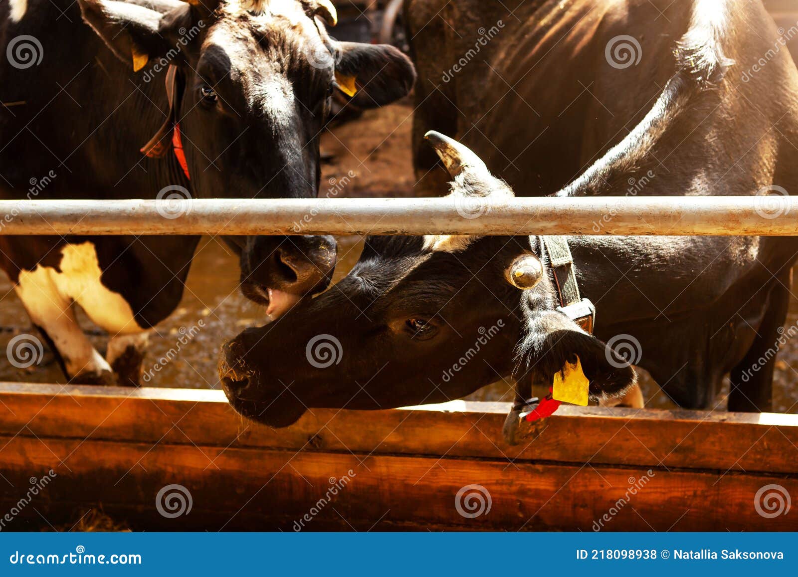Two Cows in a Pen on a Dairy Farm, Close-up. Stock Photo - Image of ...