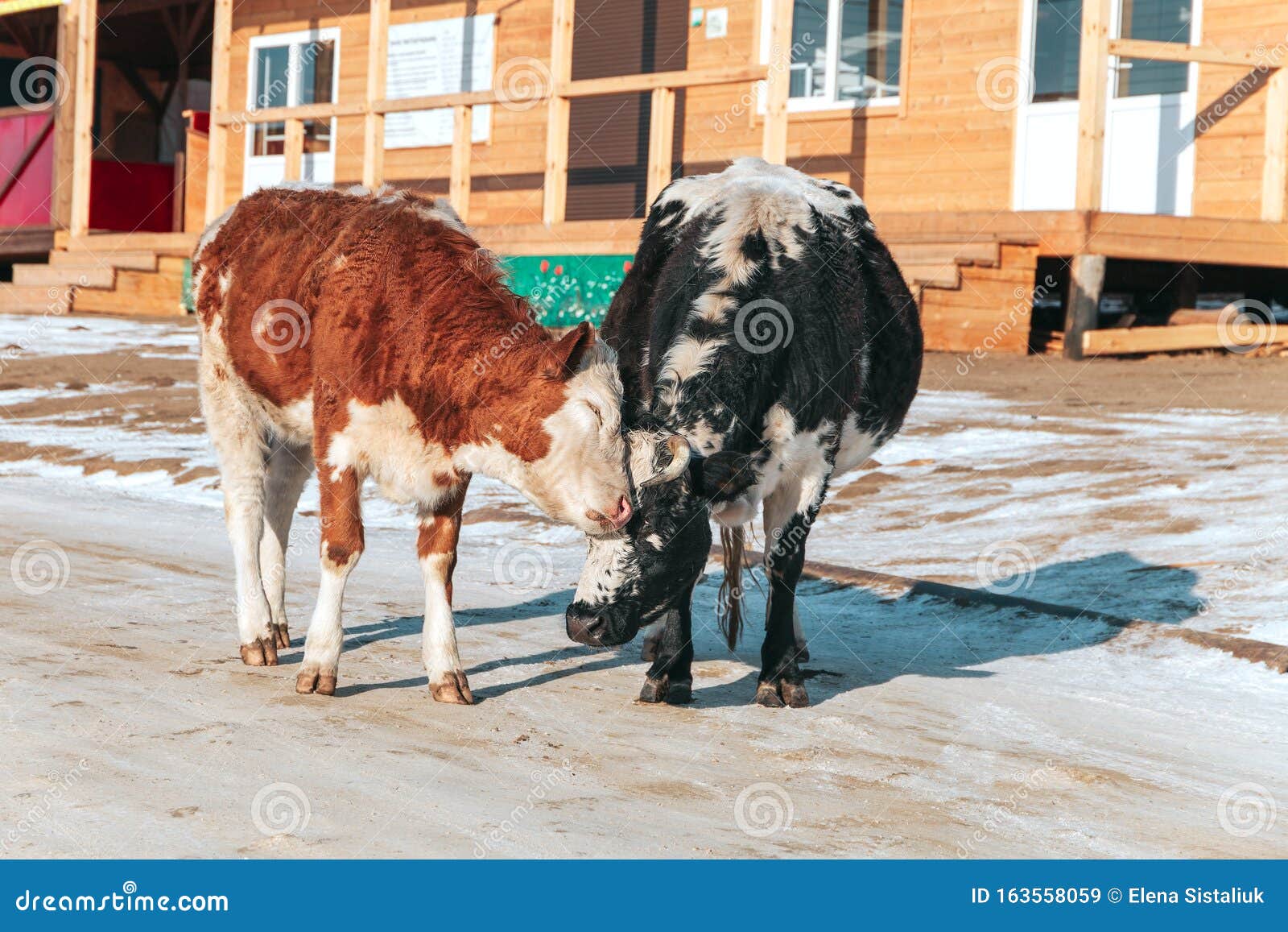 Two Cows Playfully Fighting in a Village in Winter Time Stock Image ...