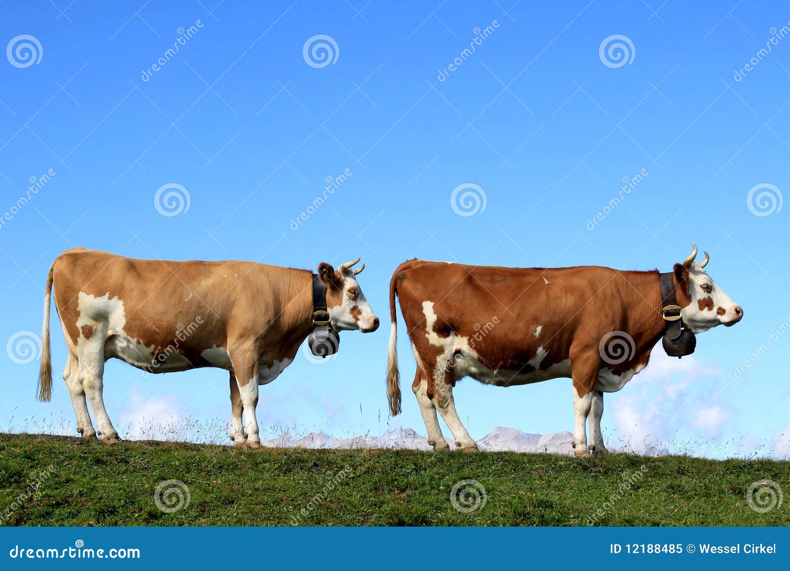 Two Cows in a Row in the Mountains of Switzerland Stock Image - Image ...