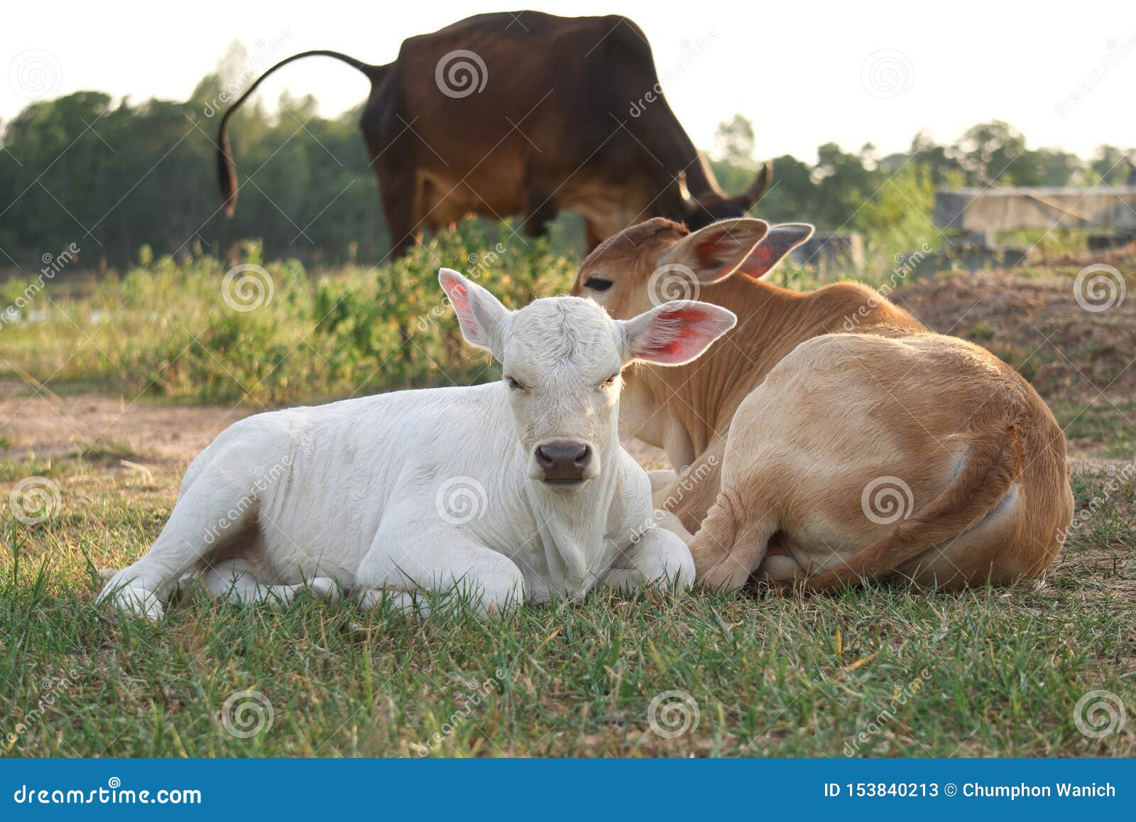 Two cows stock image. Image of camera, cows, sitting - 153840213