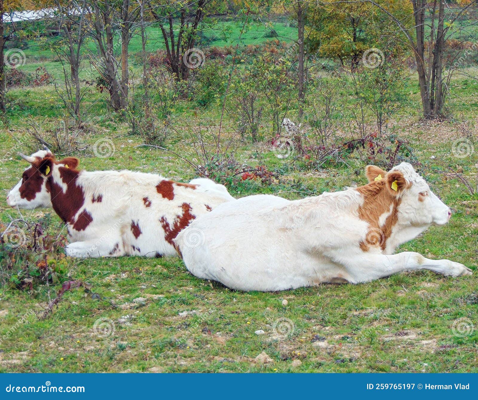 Two Cows are Sitting on the Ground. in Romania Stock Image - Image of ...