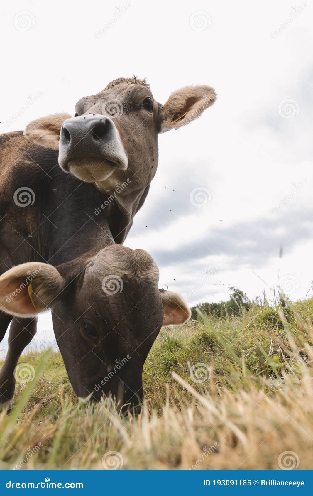 Two Cows Stand Together and Grazing at Meadow Stock Image - Image of ...