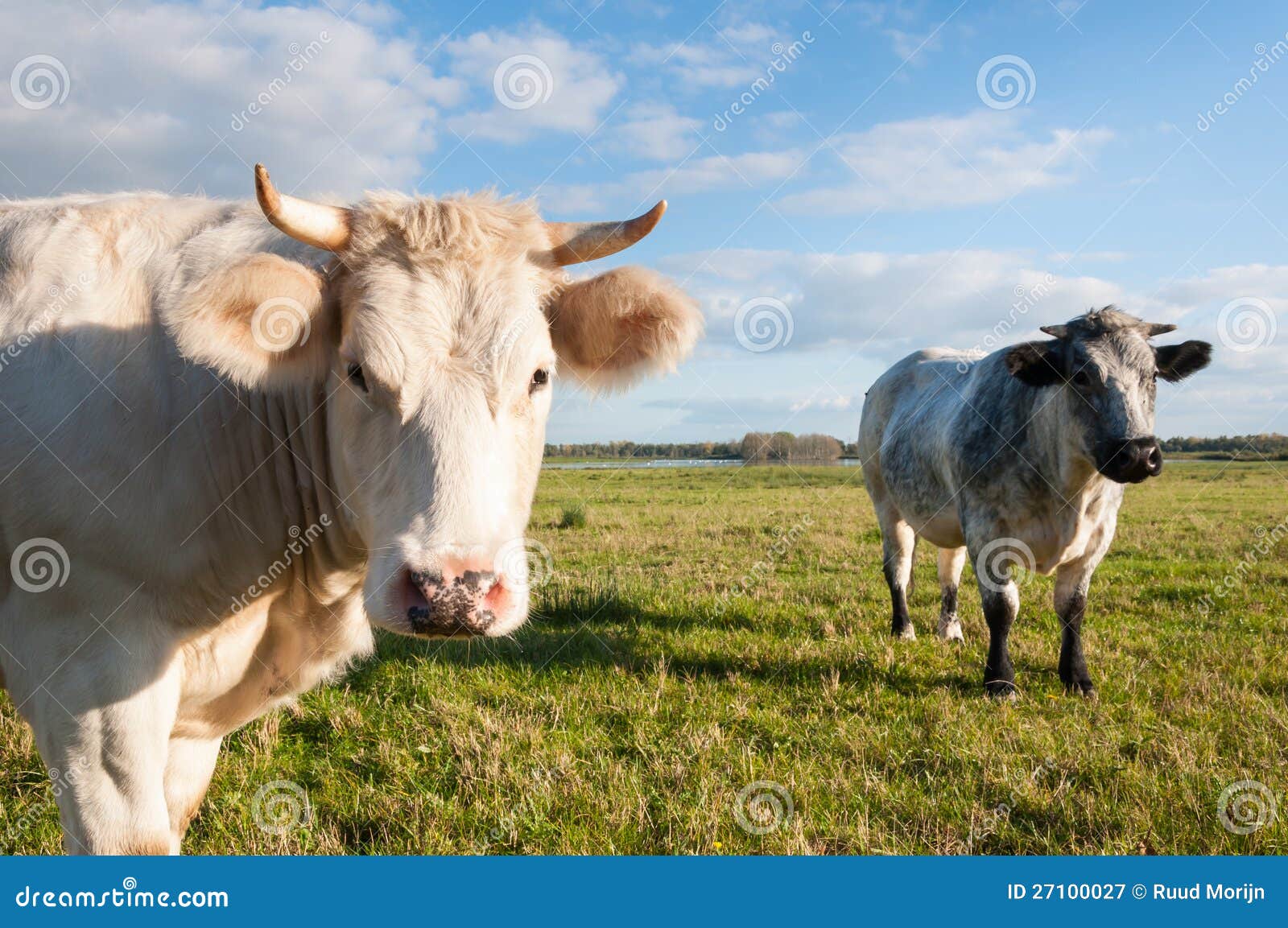 Two Cows Standing on Grassland Stock Image - Image of horizon, autumn ...