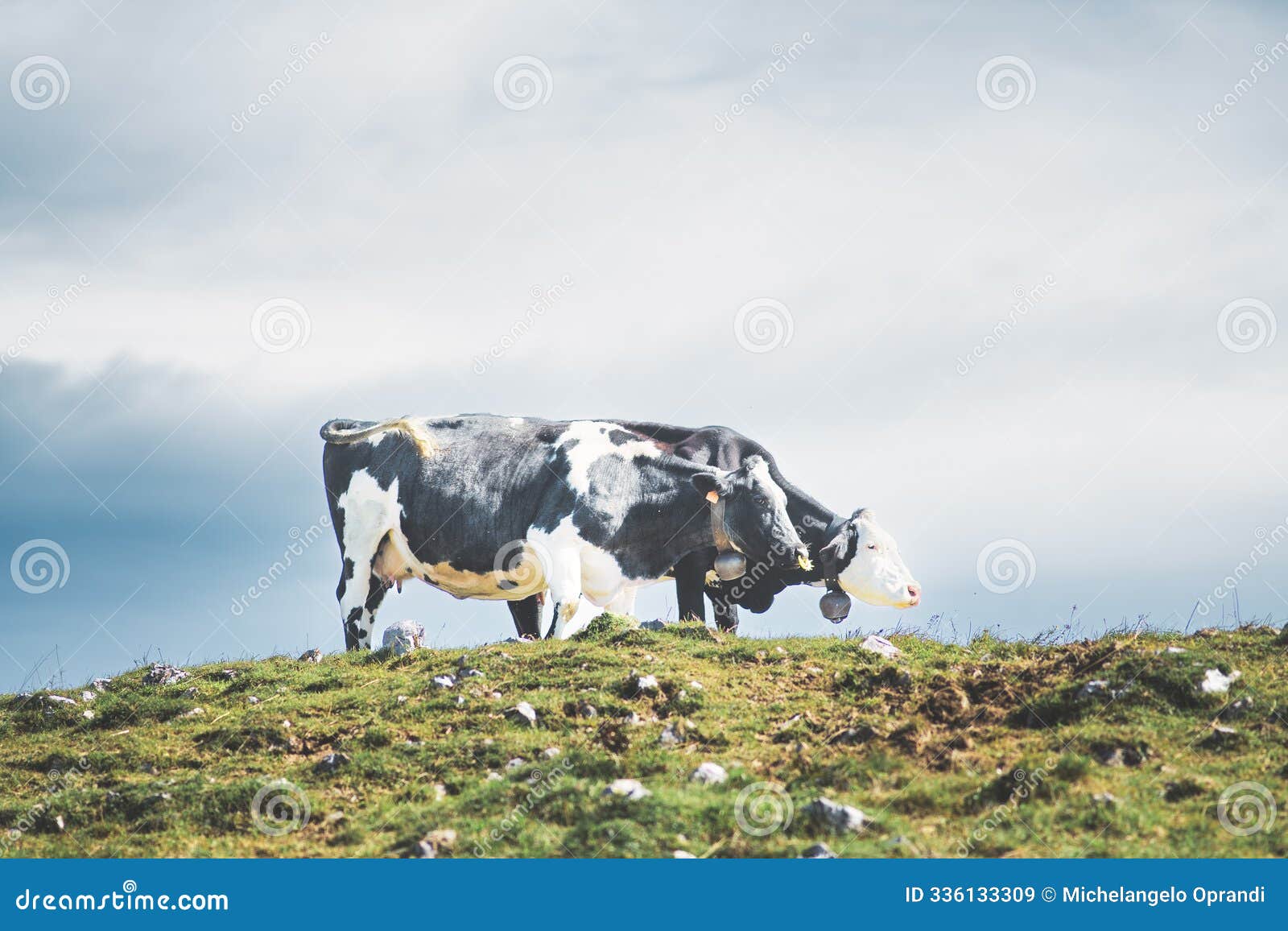 Two Cows Standing on a Hill in a Field Stock Image - Image of grass ...