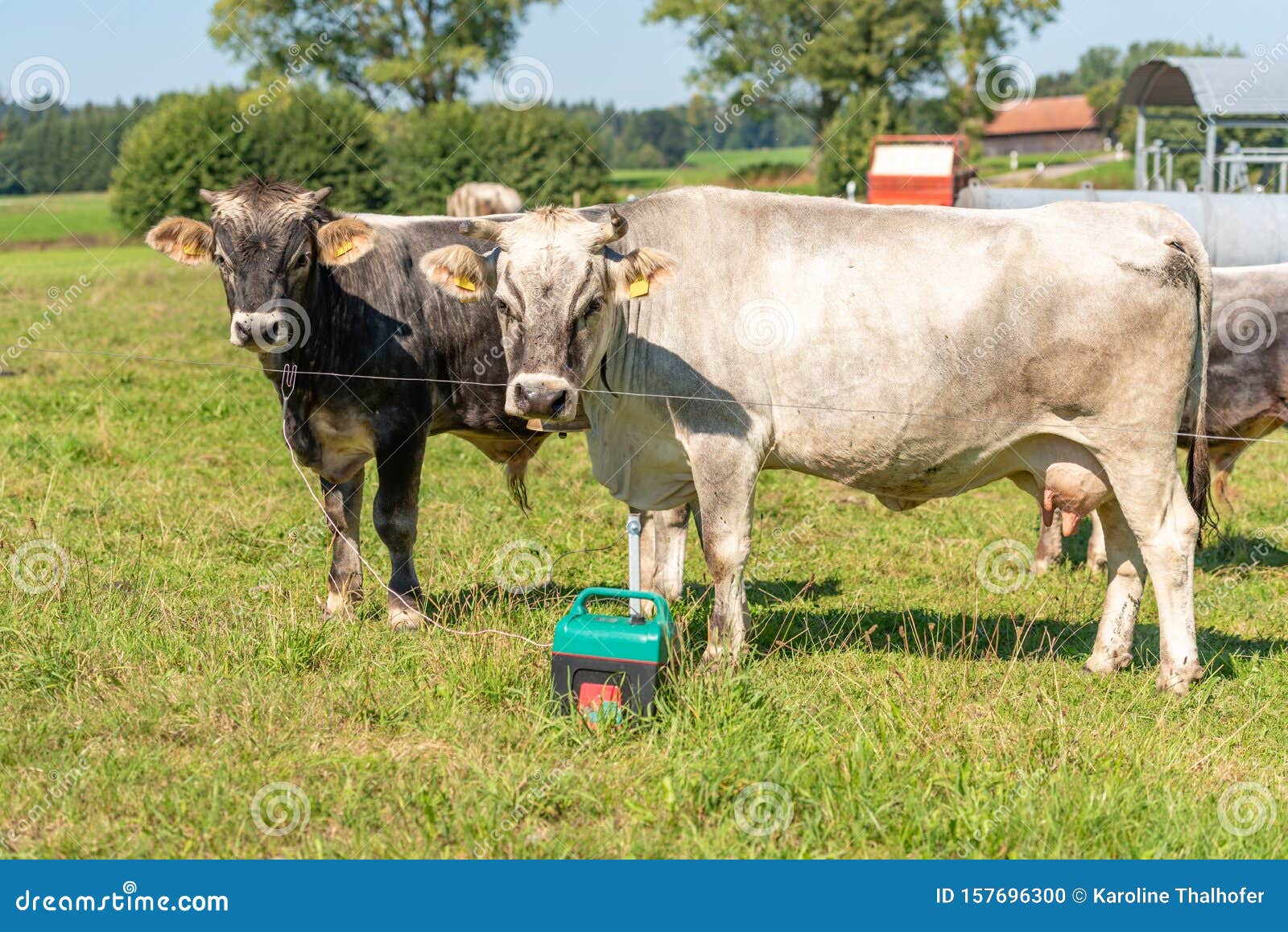 Two Cows are Standing in a Pasture Stock Photo - Image of animals ...