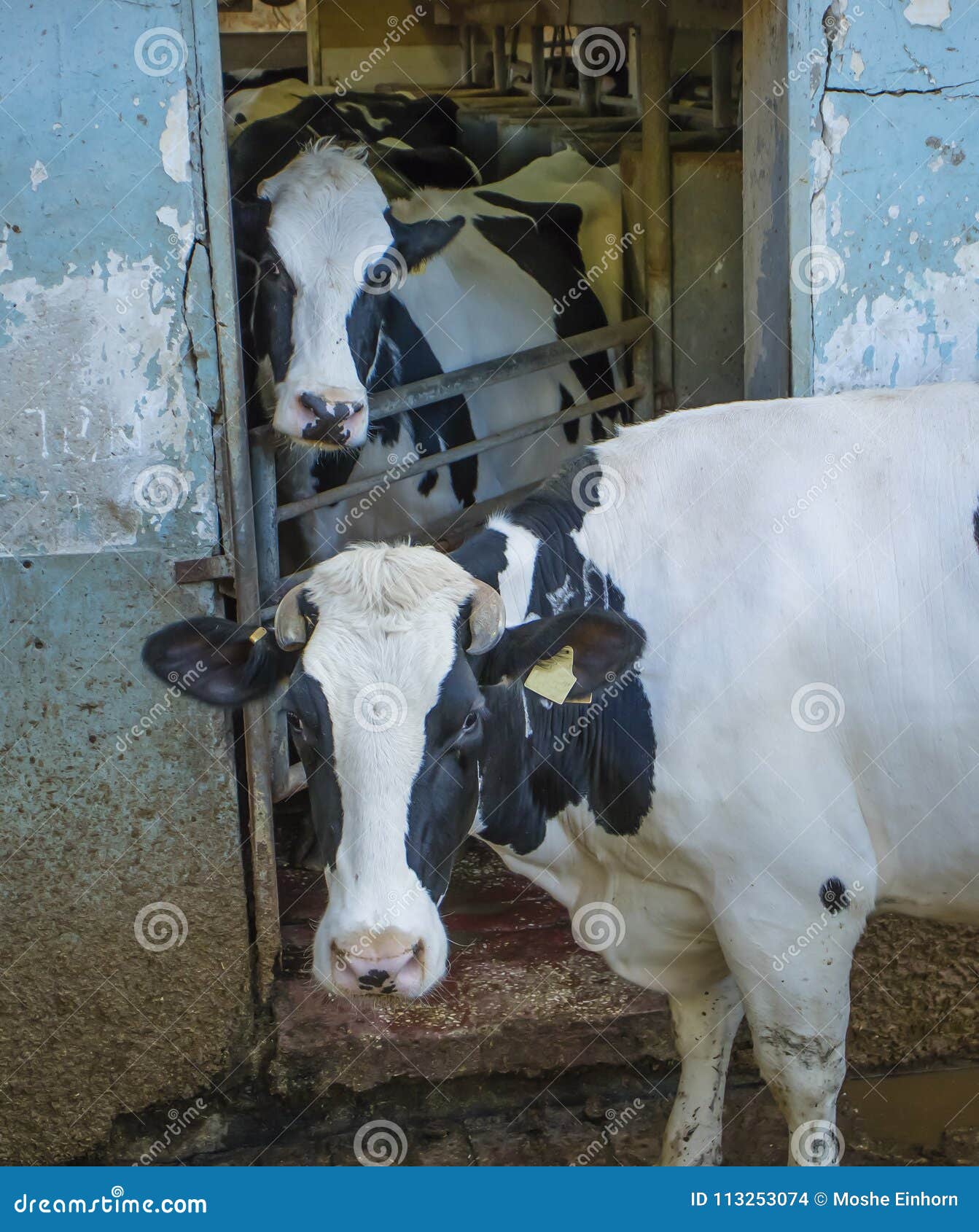 Two Cows Staring stock photo. Image of curiosity, breed - 113253074