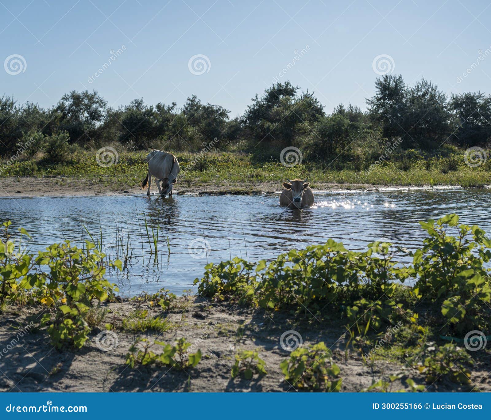 Two Cows Taking Bath and Drinking Water Stock Photo - Image of river ...