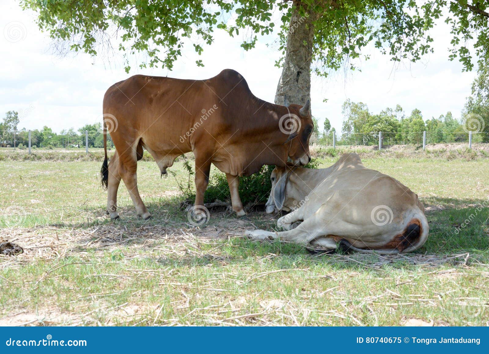 Two Cows Tease Snuggle Together in the Shade To Avoid Heat of Th Stock ...