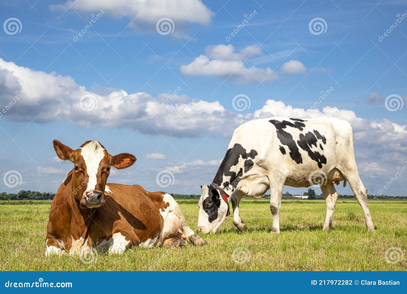Two Cows are Together in the Field, One Grazing and the Other Lying ...
