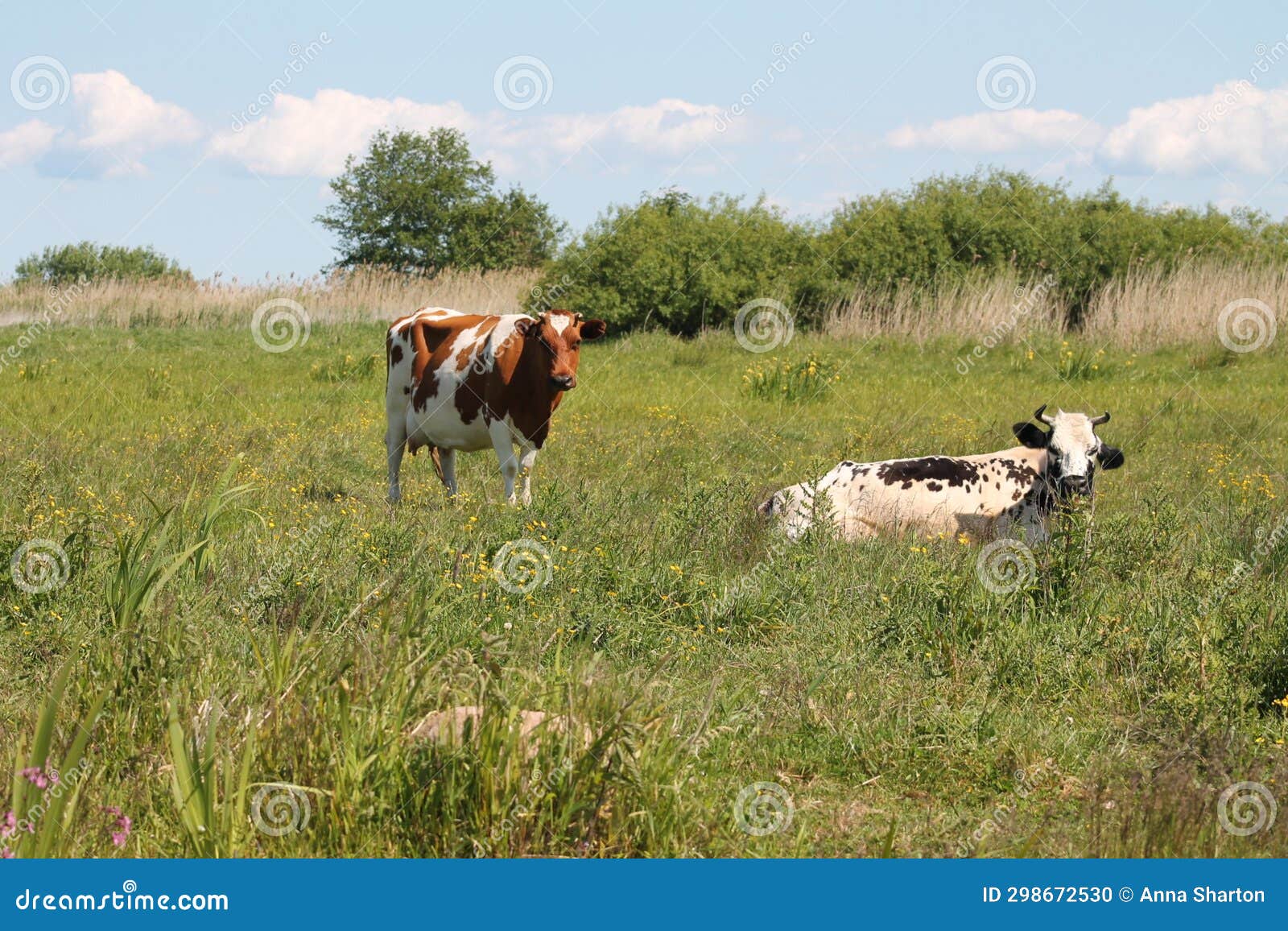 Two Cows are Together in the Field Stock Photo - Image of field ...