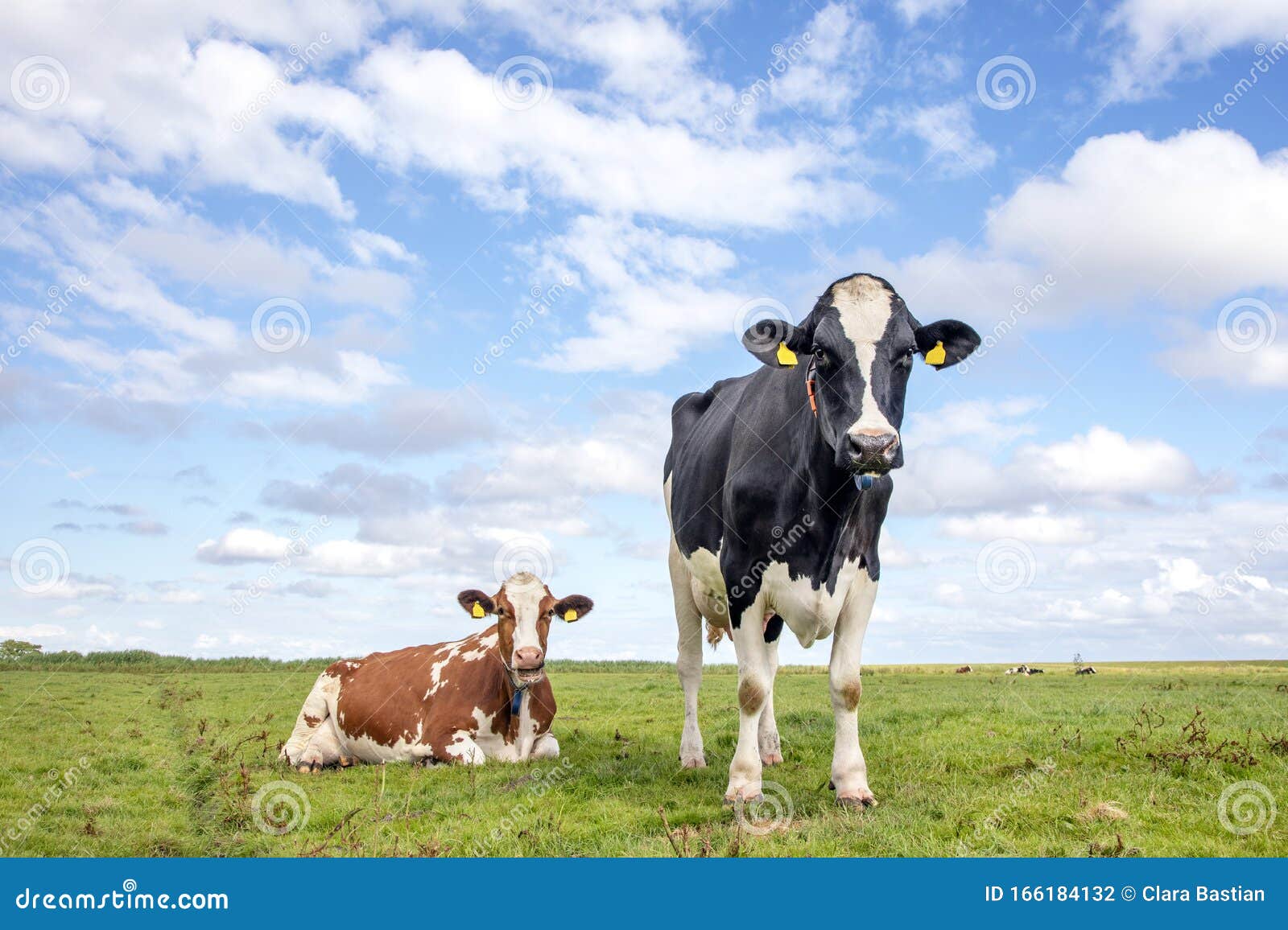 Two Cows are Together in the Field, One Standing the Other Lying Stock ...