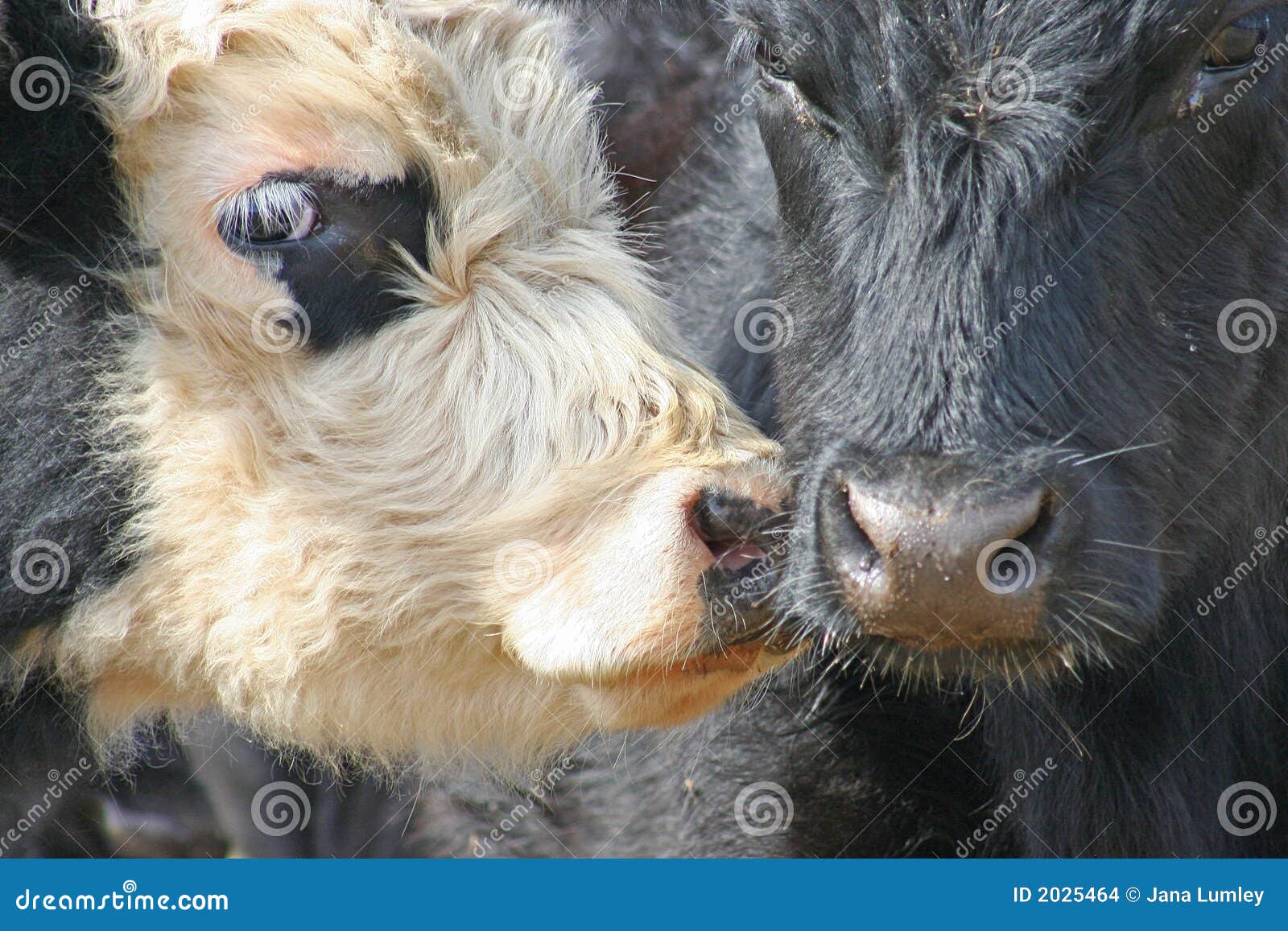 Two Cows Touching Noses stock photo. Image of white, black - 2025464