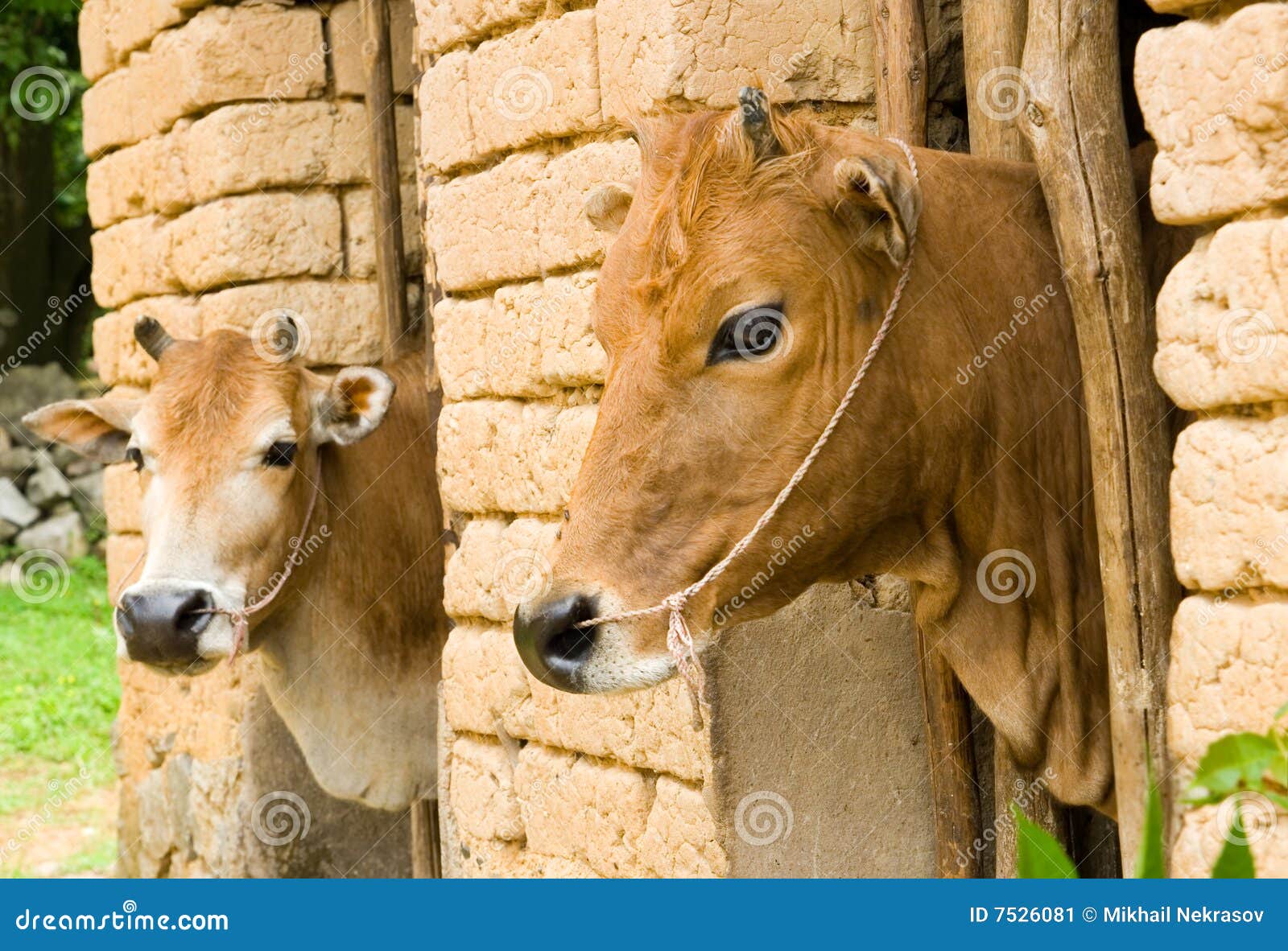 Two Cows in the Traditional Rural Stall - Yangshuo Stock Image - Image ...