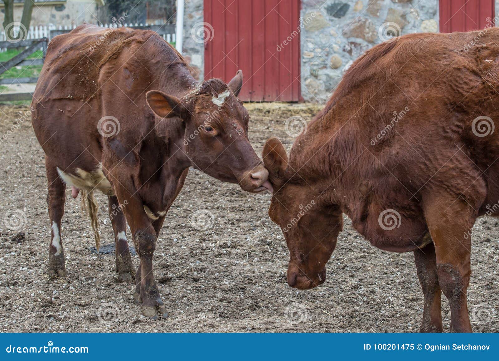 Two cows stock image. Image of dairy, mammal, farmland - 100201475