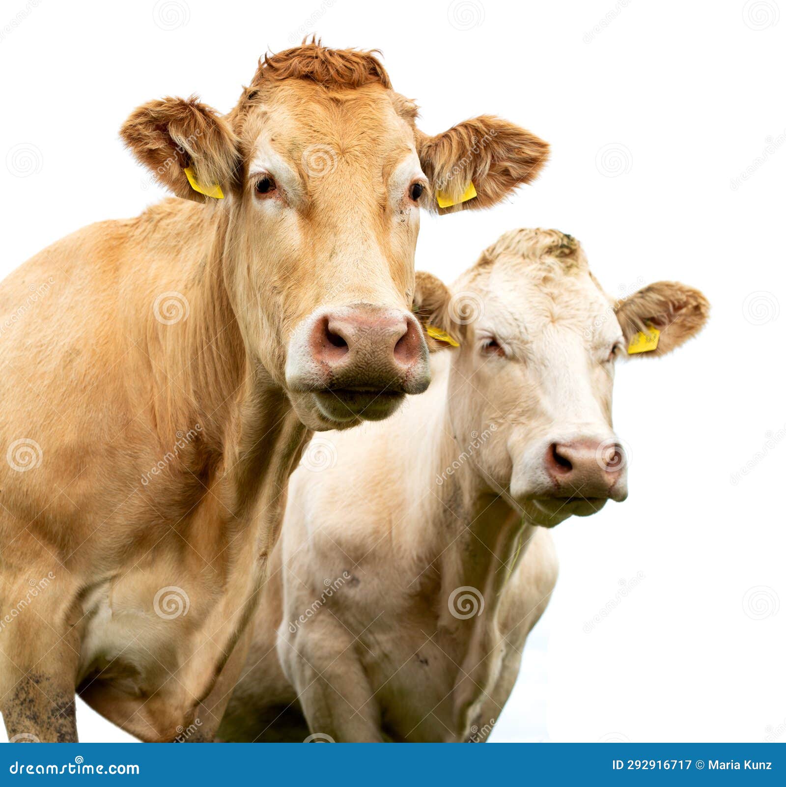 Two Cows on a White Background Stock Image - Image of domestic, dairy ...