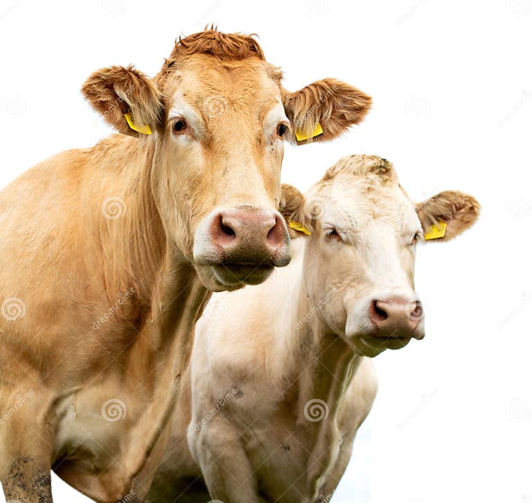 Two Cows on a White Background Stock Image - Image of domestic, dairy ...