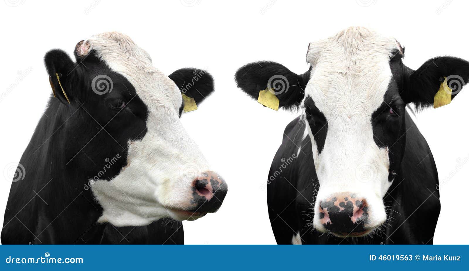 Two cows stock image. Image of eyes, pattern, cows, black - 46019563