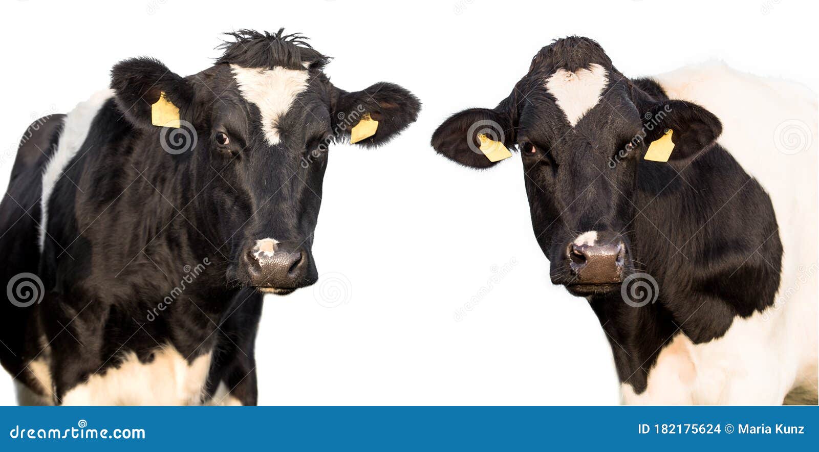 Two Cows on a White Background Stock Photo - Image of animal, beef ...