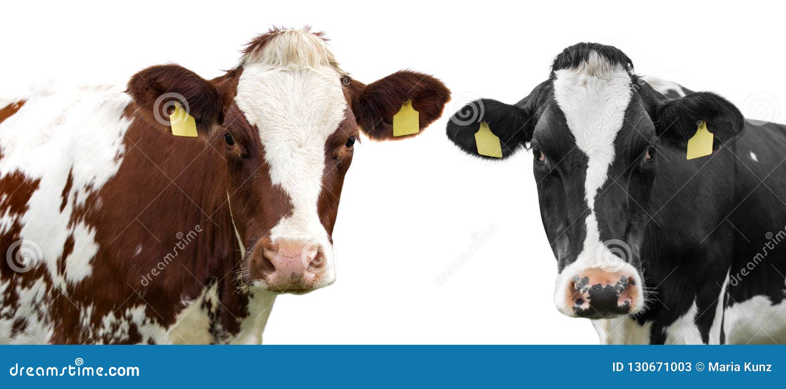 Two Cows on a White Isolated Stock Image - Image of curious, head ...