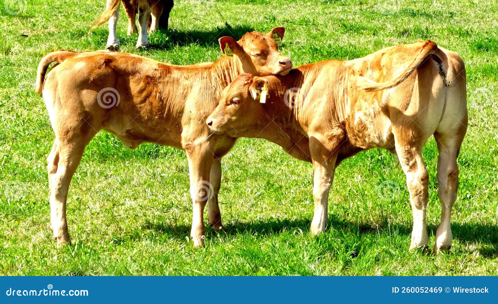 Two cows on the willow stock image. Image of wild, field - 260052469