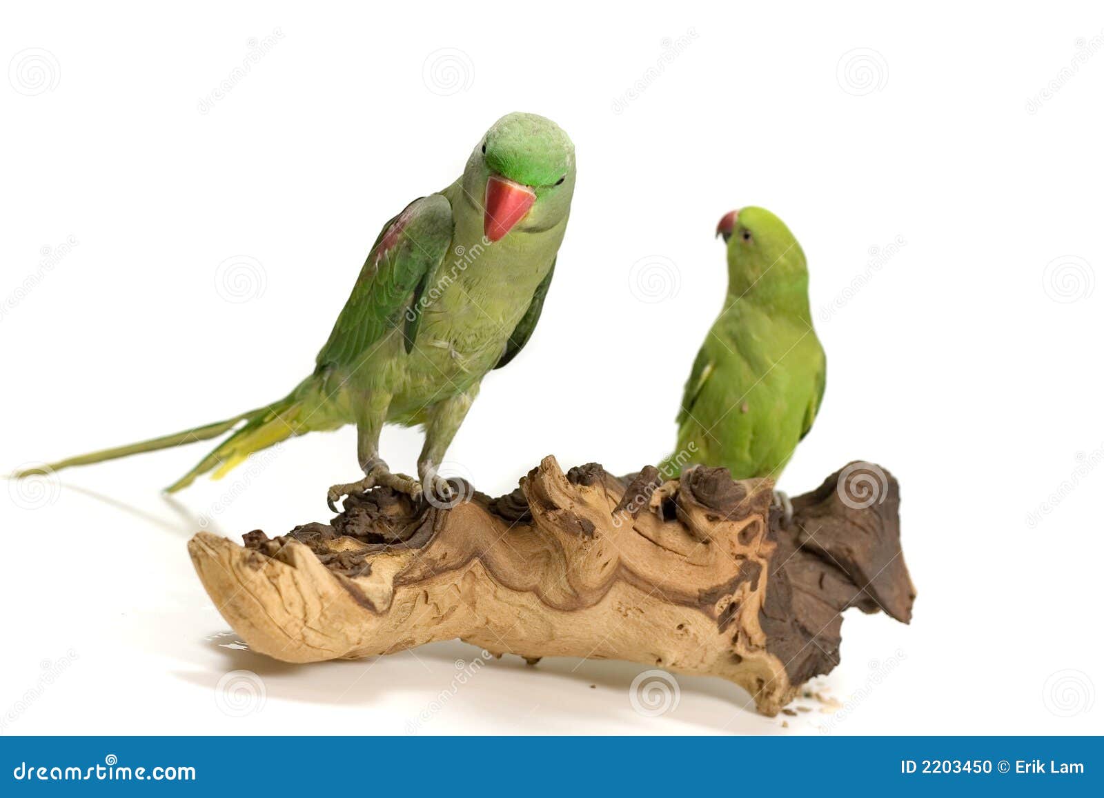 Two coy birds stock photo. Image of love, wildlife, wings - 2203450