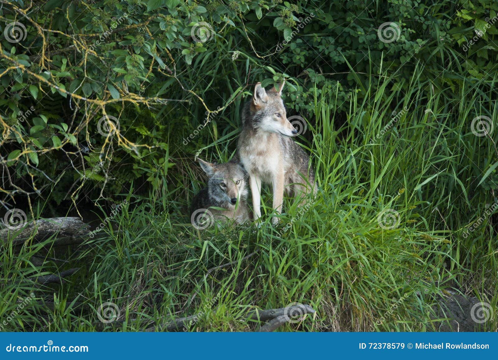 Two Coyotes Cuddling on Hill Stock Image - Image of wild, animal: 72378579