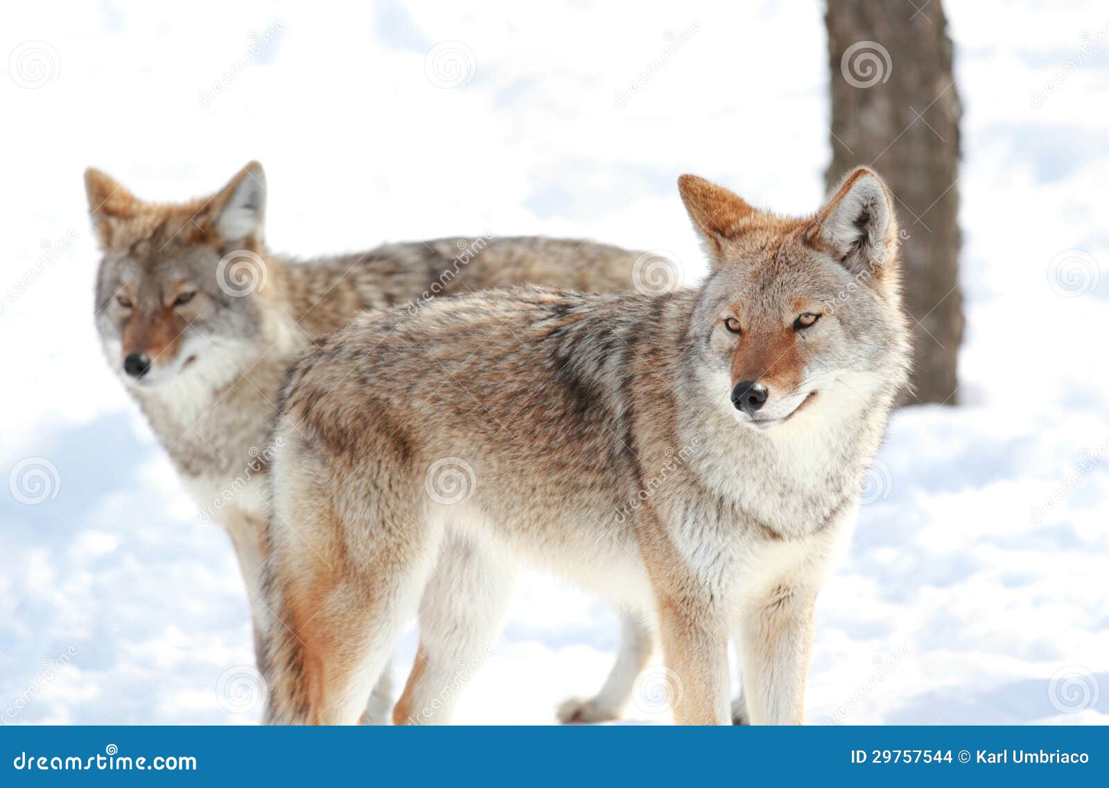 Two coyotes in snow stock photo. Image of nature, animal - 29757544