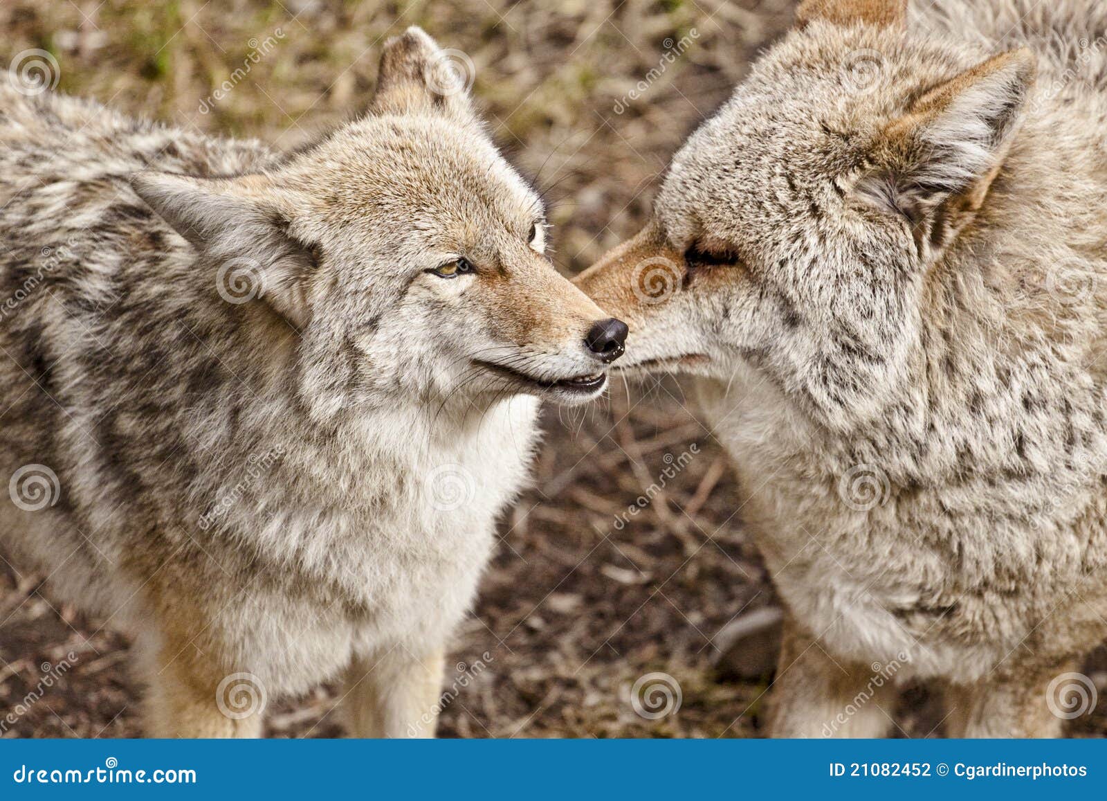 Two Coyotes Together stock photo. Image of canada, hunter - 21082452