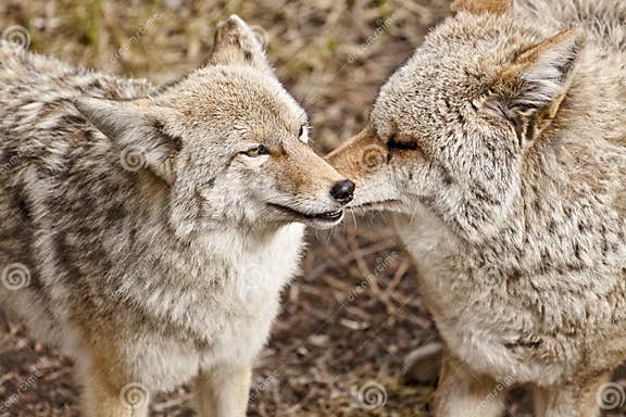 Two Coyotes Together stock photo. Image of canada, hunter - 21082452