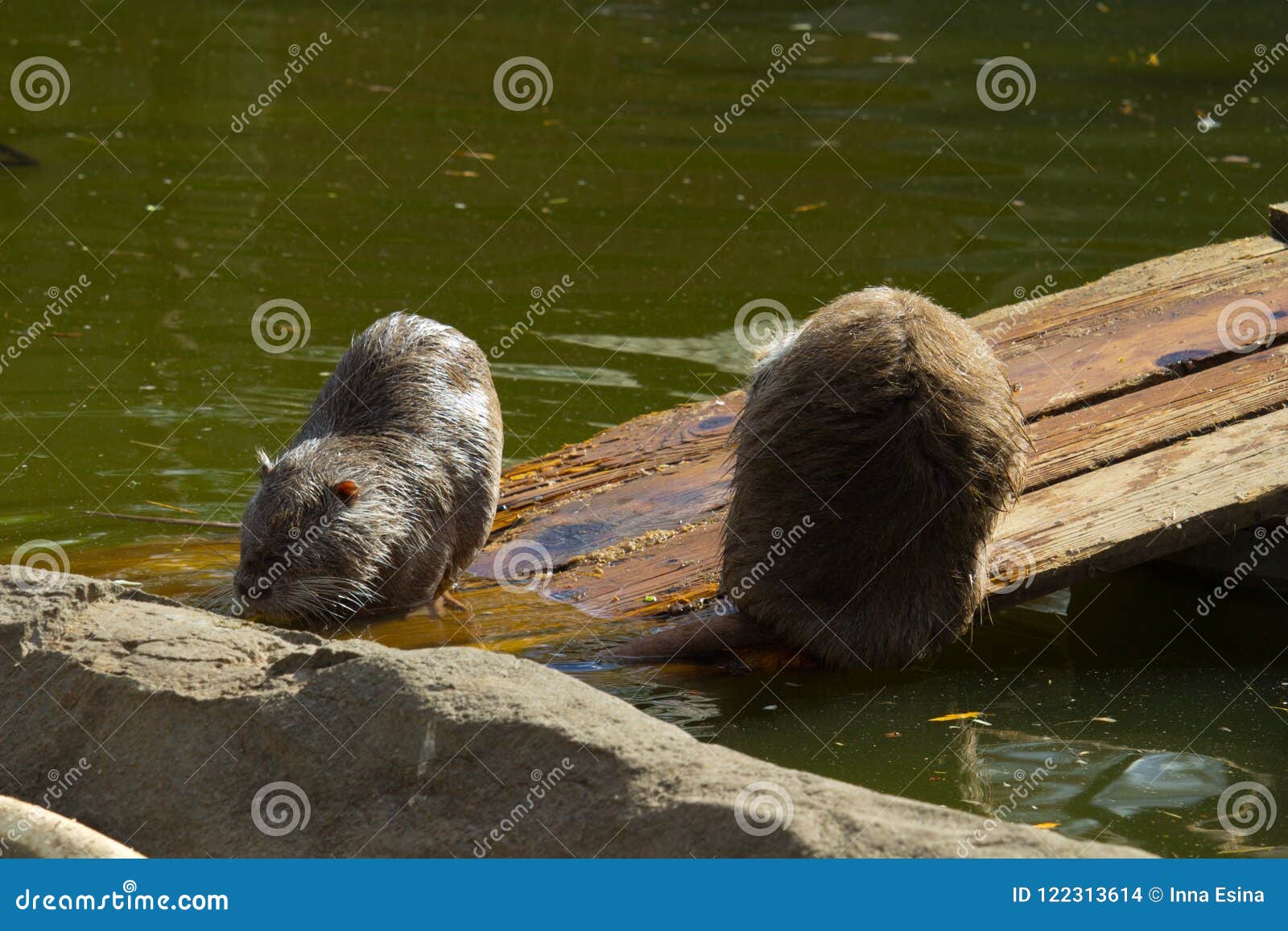Coypu stock photo. Image of mammal, friendly, rodents - 122313614
