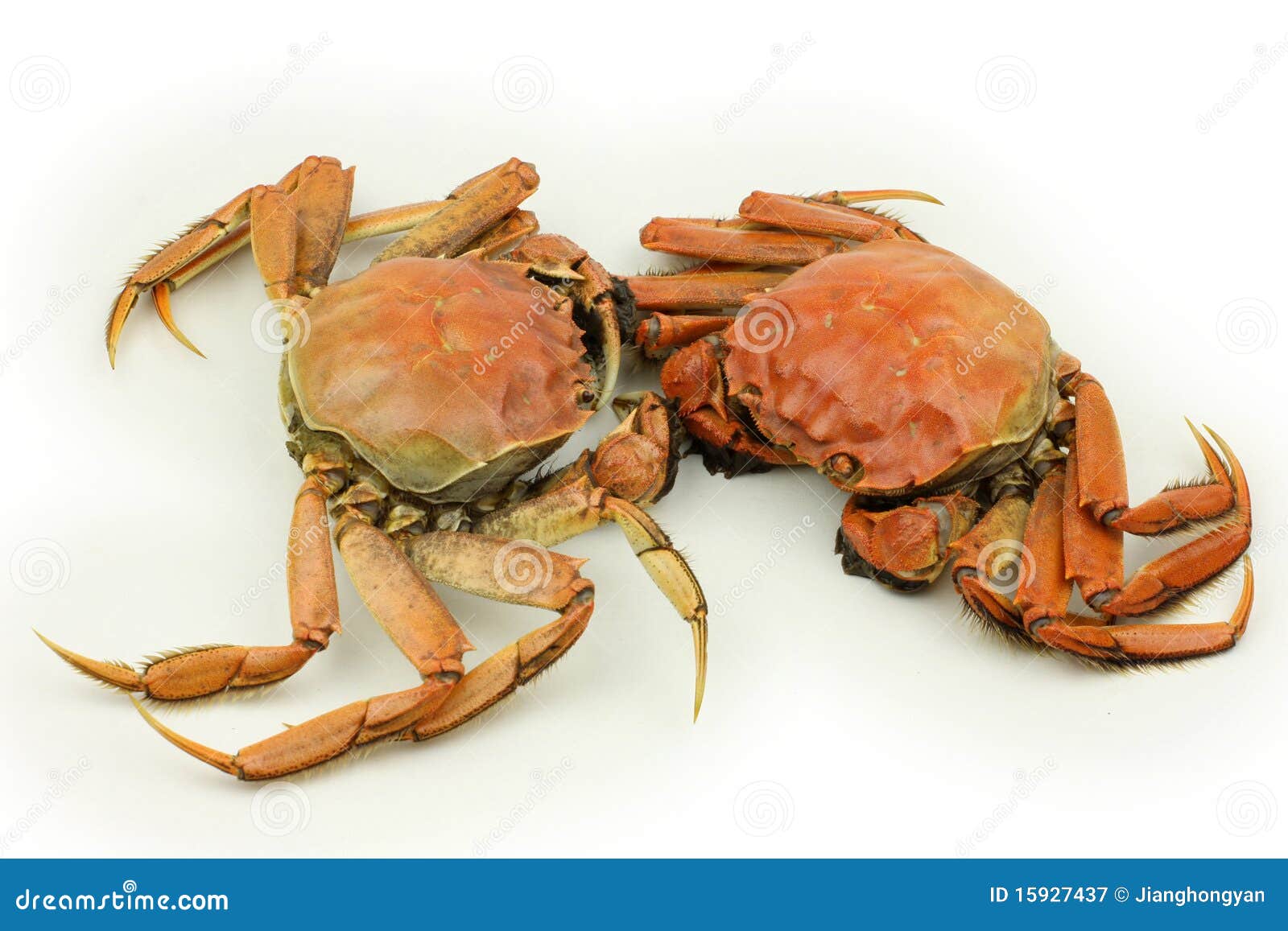 Two Crab stock image. Image of wildlife, cook, brightly - 15927437