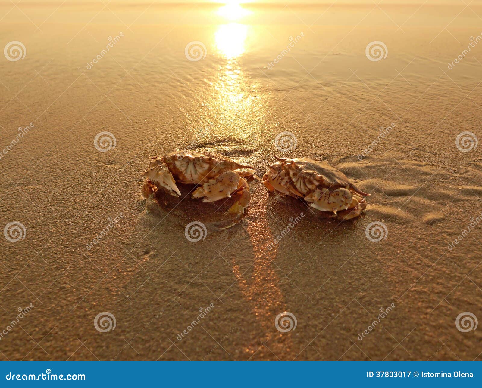 Two crabs stock image. Image of water, shore, beach, animals - 37803017