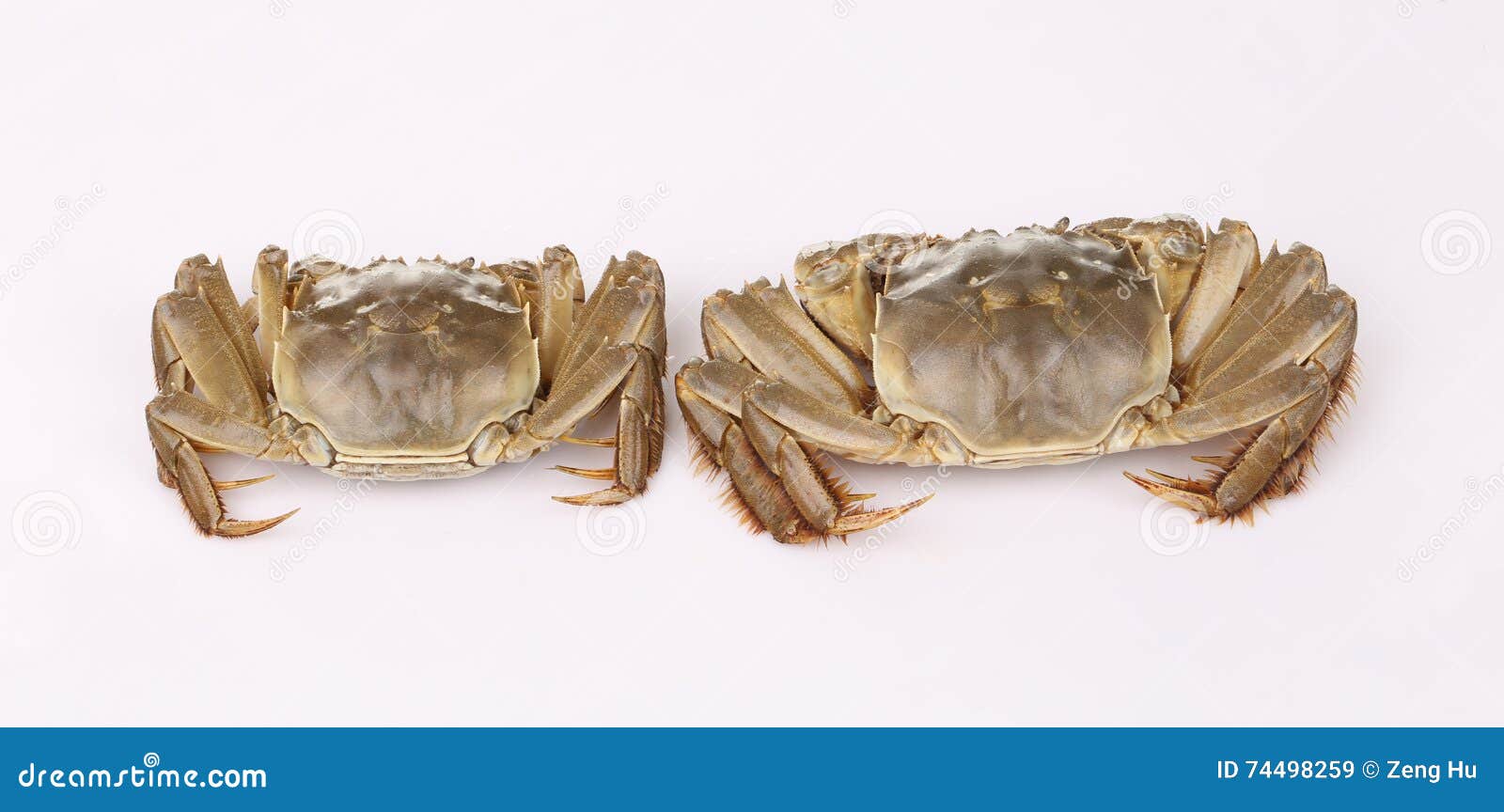 Two crabs stock image. Image of aquatic, claw, crab, marine - 74498259