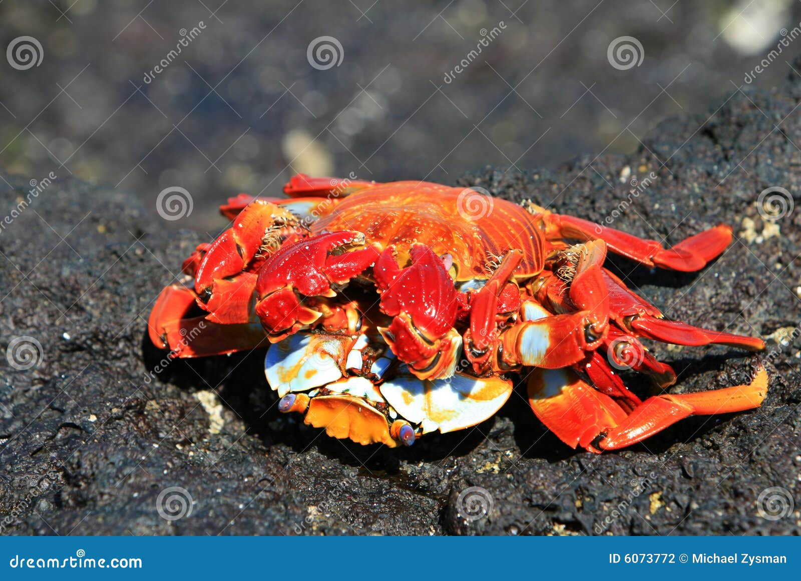 Two crabs mating stock photo. Image of colors, mates, bright - 6073772