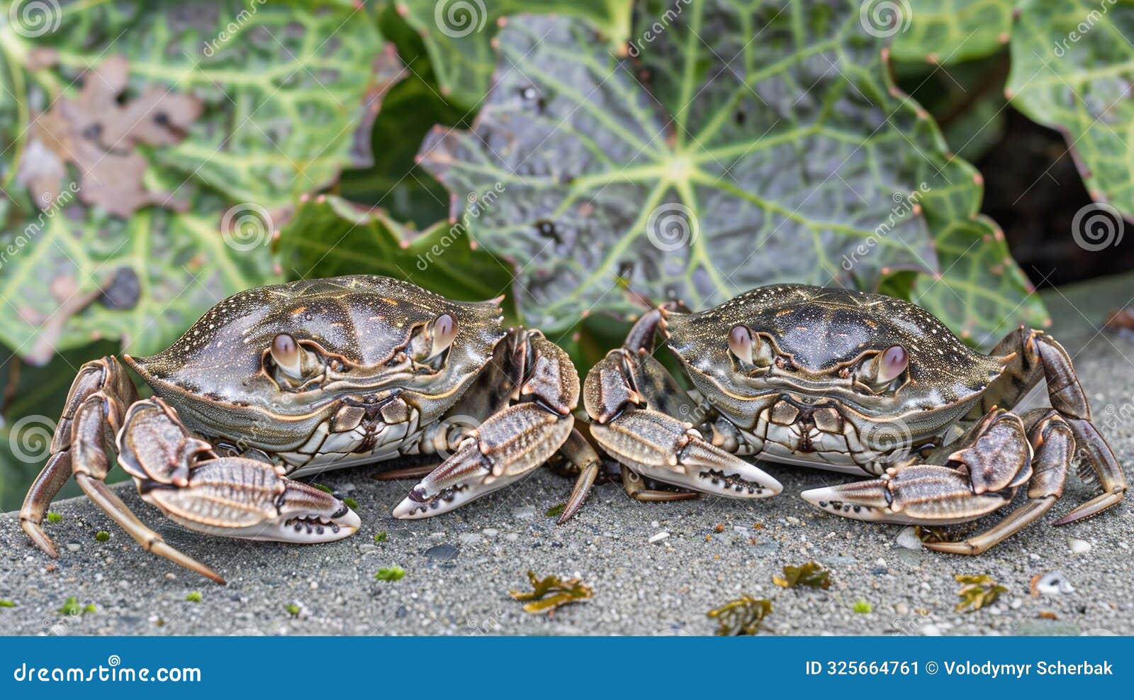 Two Crabs in the Natural Environment. Crabs on the Sand Stock Image ...