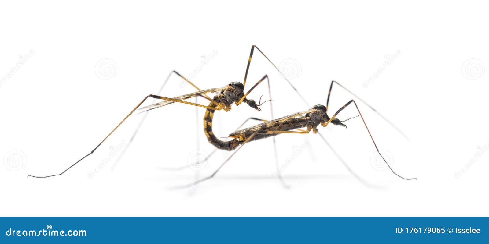 A Crane Fly, Daddy Long-legs, Lurking In The Grass Royalty-Free Stock ...